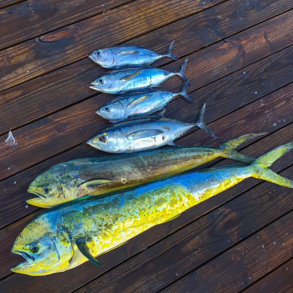 Daisy Chain Mahi Tuna Trolling Lure Squid Fishing 80lb Leader Offshore ...