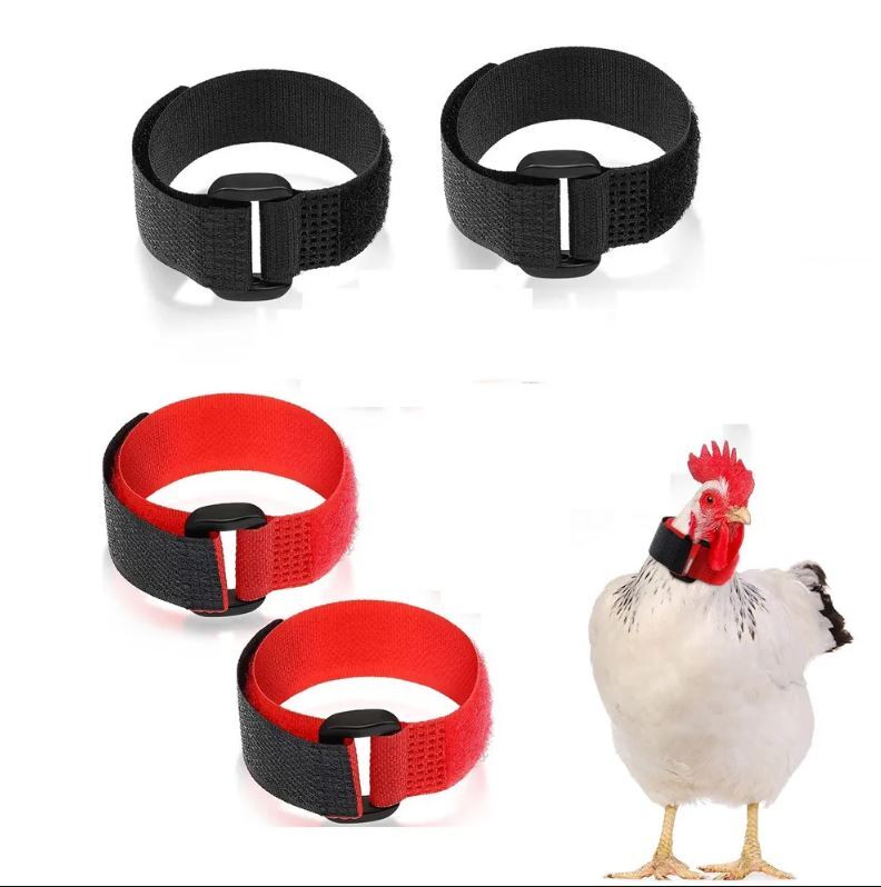 Anti Crow Collar for Roosters Cockerel poultry No Crow Noise Neck Belt ...