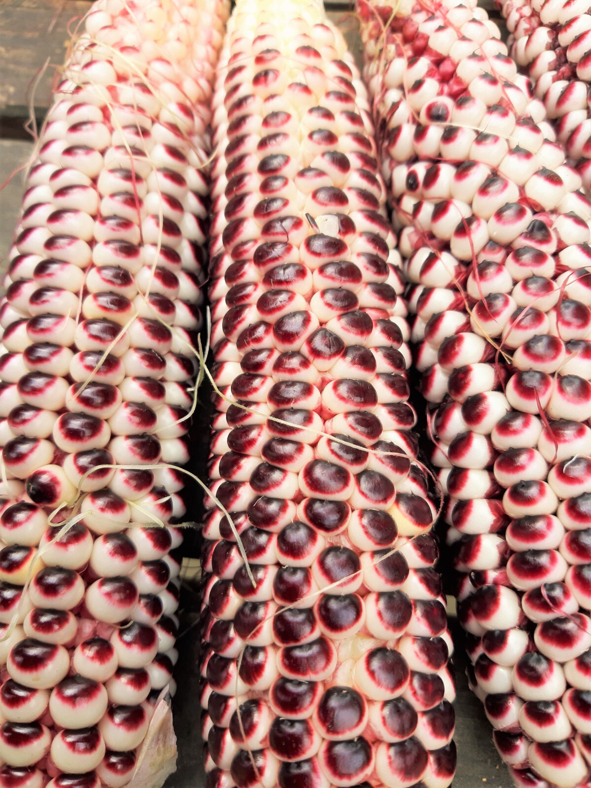 Double Red Sweet Corn Seeds | Purple Husk Stalk Indian Ornamental Dent ...