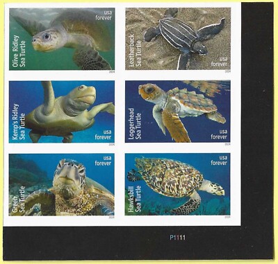 USA Sc. 5870c (F) Sea Turtles 2024 MNH plate block of 6 ***NO DIE CUTS ...