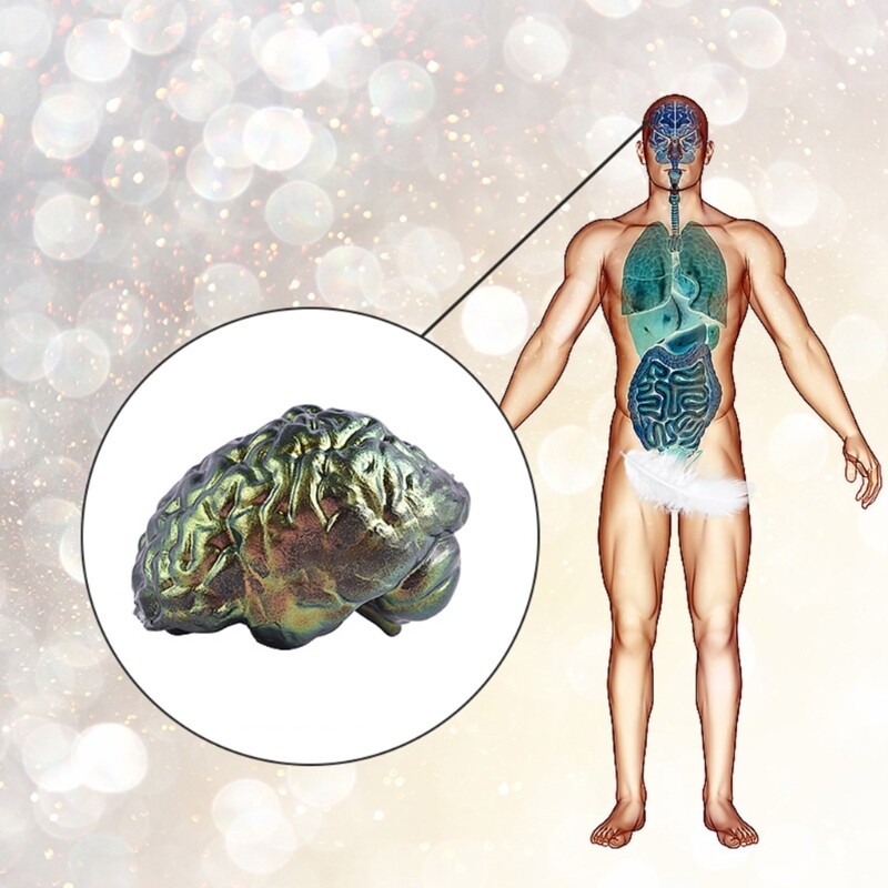 Human Organs Shape Silicone Molds Heart Resin Epoxy Mold Cupcake Topper ...