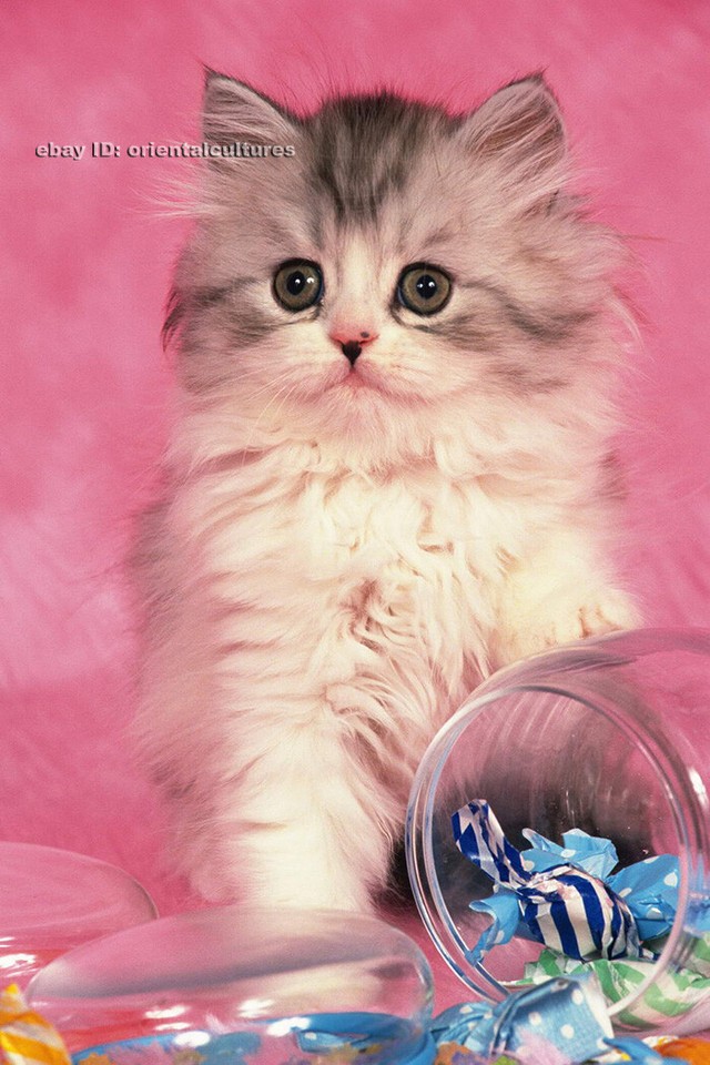 Chinese 100% real natural silk thread,su hand embroidery kits:cute ...