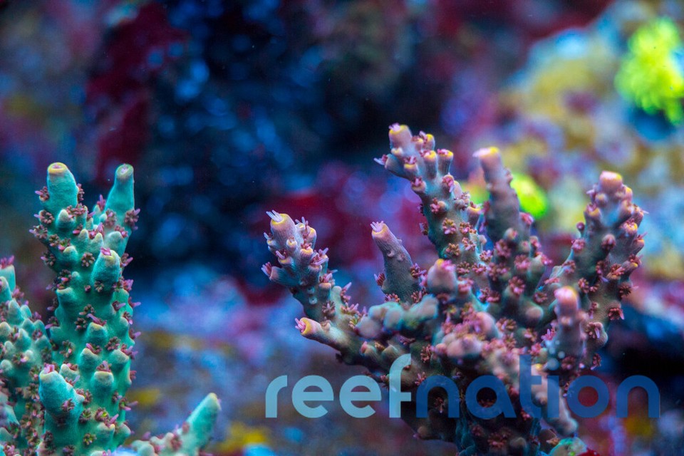 ReefNation Bean Flicker | eBay