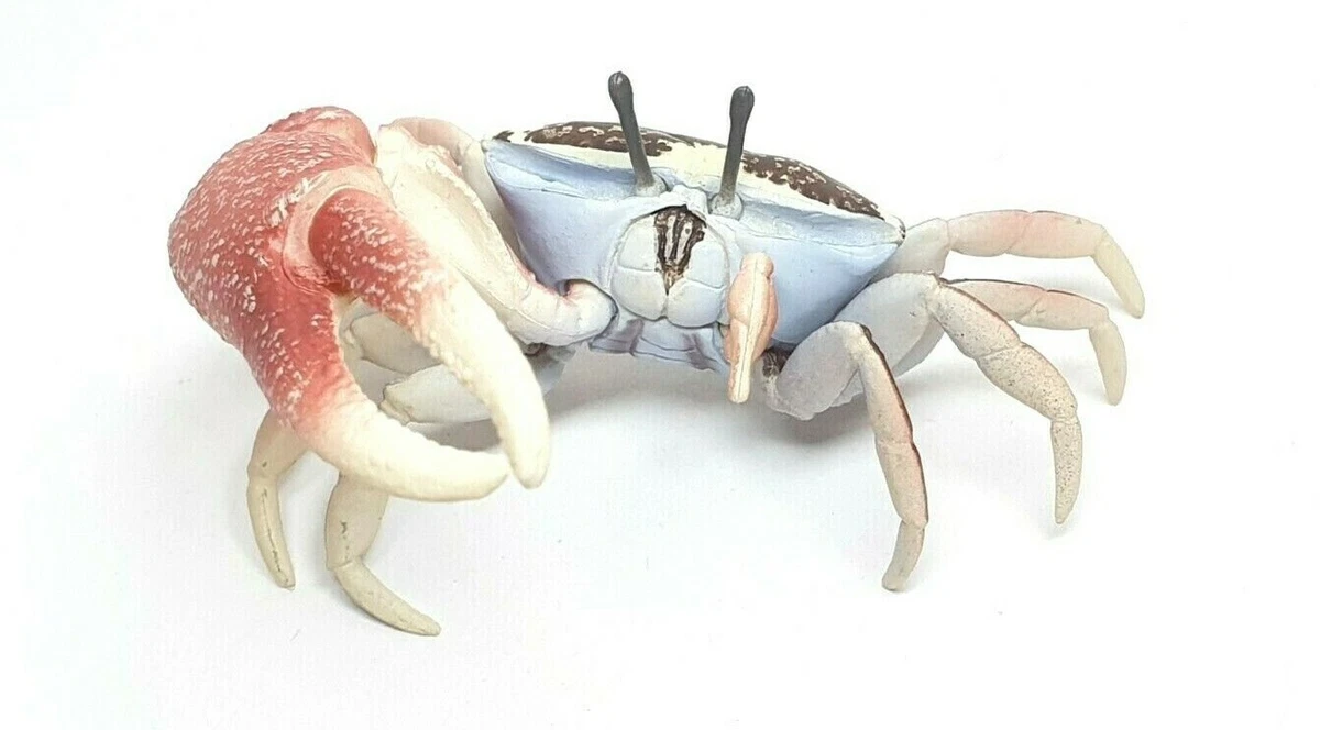 Fiddler Crab Pet