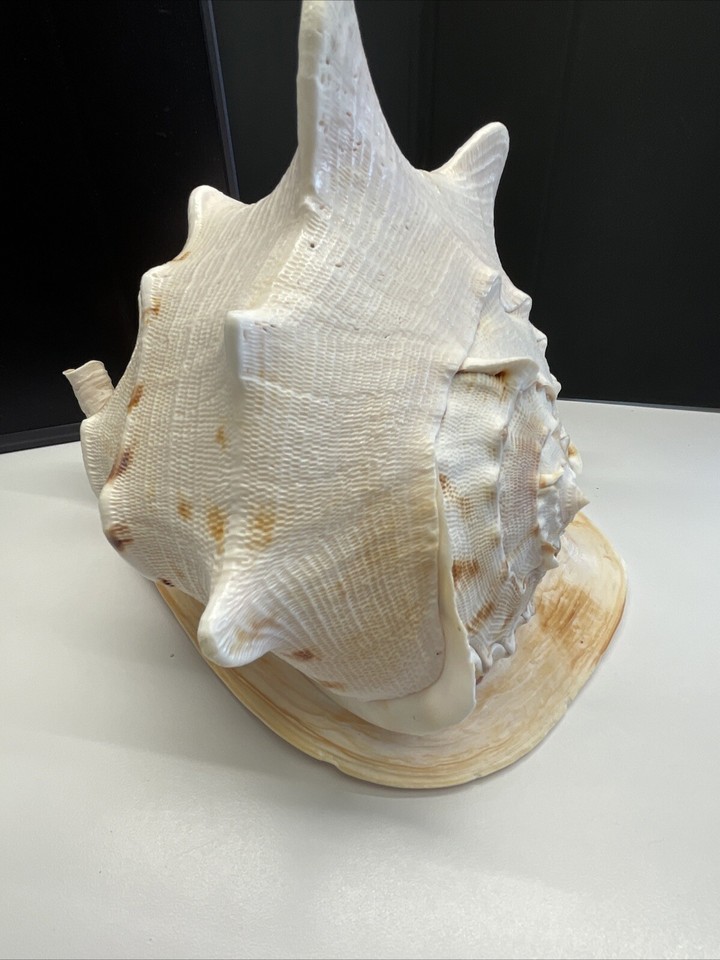 Giant queen Horned Helmet Conch Sea Shell Large huge rare best ...