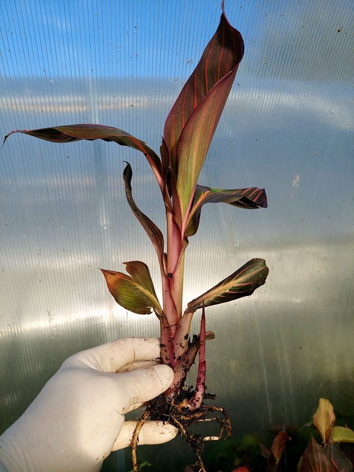 2x Canna Lily-Canna Tropicanna Plants loose roots - | eBay UK