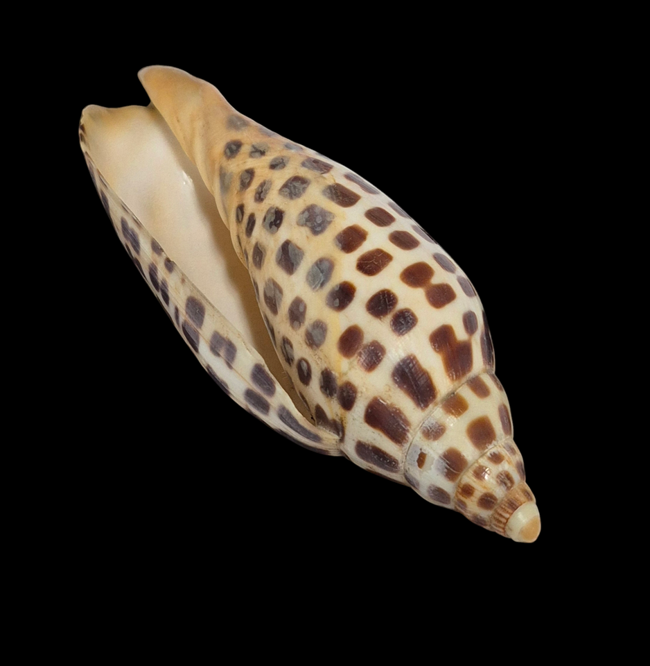 Shell SCAPHELLA JUNONIA Florida 117,2 mm # NO LONGER AVAILABLE | eBay