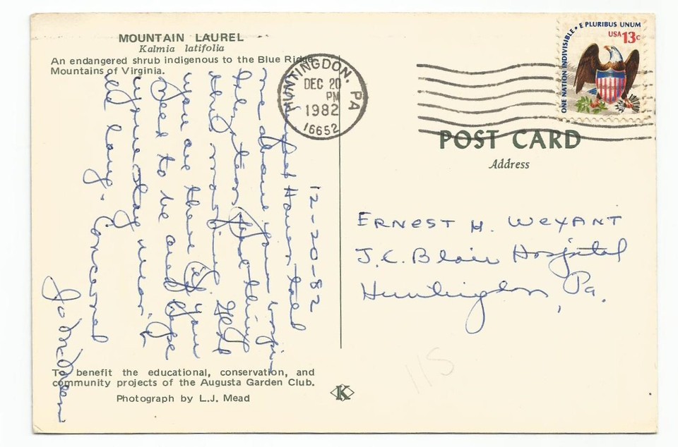 VA Postcard Virginia Blue Ridge Mountain Laurel | eBay
