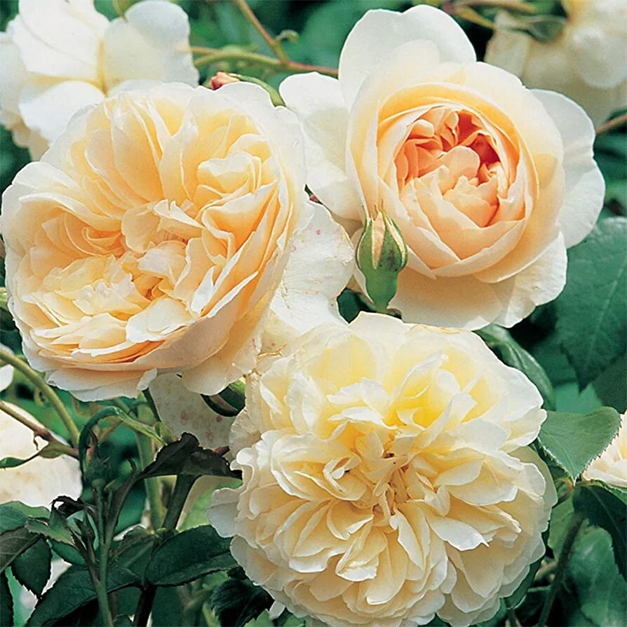Fragrant Apricot/yellow climbing rose - 5 UNROOTED CUTTINGS | eBay