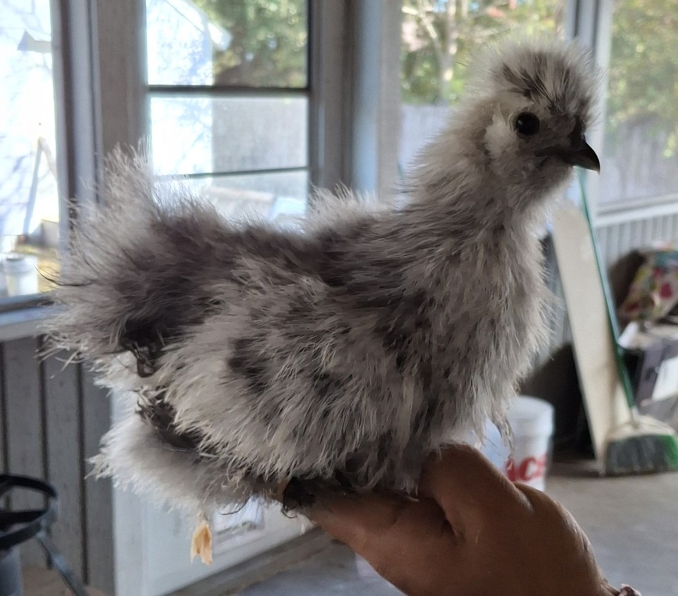 6 SILKIE Hatch Eggs (Assorted) Mottled, Pencil Laced, Partridge NPIP | eBay