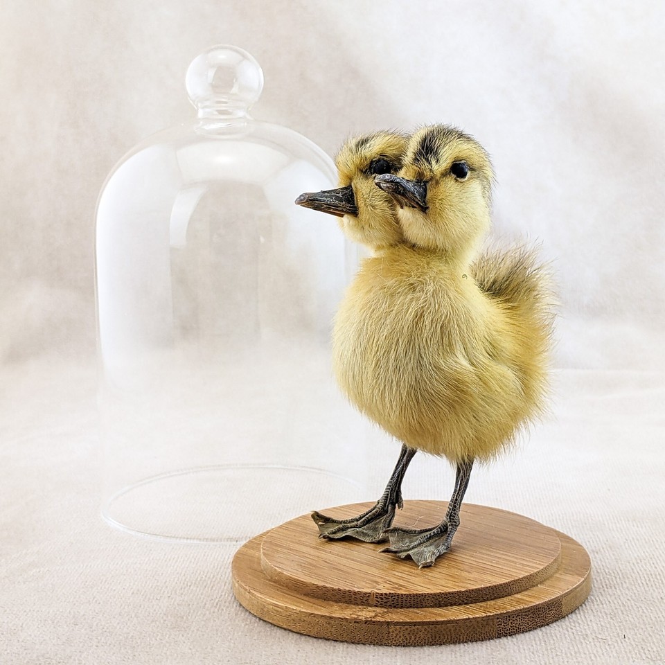 u50d 2 Two Headed Duck Duckling Display dome Species:A. Platyrhynchos ...
