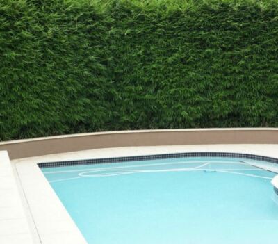 10 x Slender Weavers Gracilis Bamboo Plants. Screening, hedge. SYDNEY ...