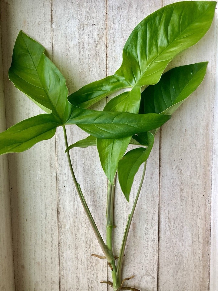 15 Rooted Tropical Plant Cuttings- Ferns, Pothos, Arrowhead Vine | eBay