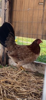 Livestock Supplies - Gamefowl