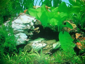 Vinyl Aquarium/ Fish Tank Backing