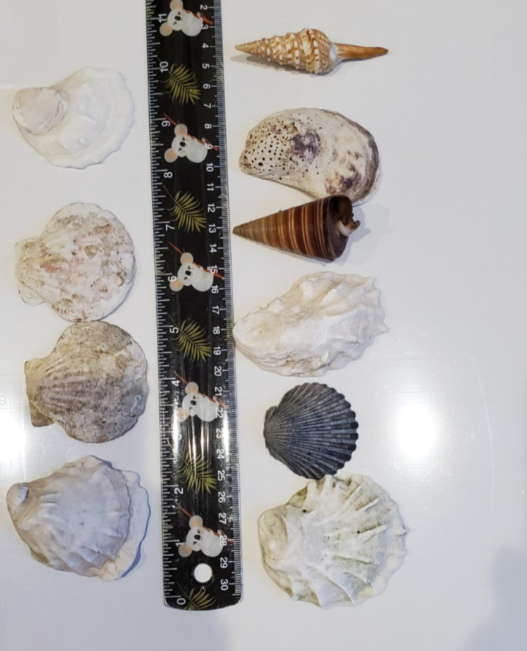 10 mixed Shells for Collectors, Crafts, Beach Decor or Gifting | eBay