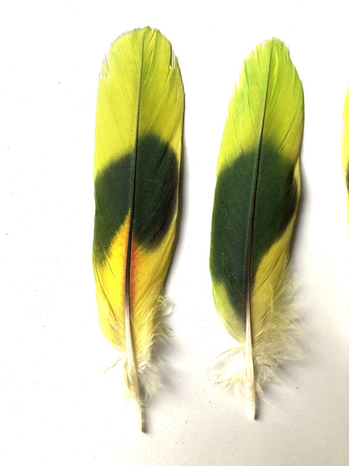 4 Amazon Parrot Bird Tail Feathers, 5" Arts & Craft - Fly Fishing | eBay