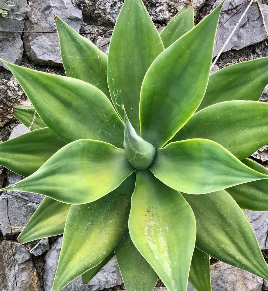 Agave attenuata | Foxtail Agave | Lion's Tail Agave - Foxtail Agave ...