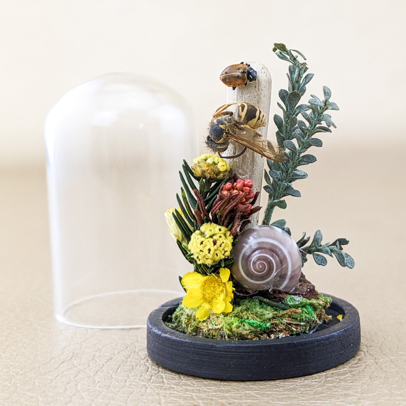 o21g Yellow Jacket Wasp Glass Dome Display Entomology Taxidermy Mini ...