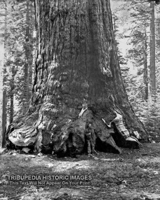 Historic 1886 Photo - GRIZZLY GIANT Sequoia Tree with Explorer GALEN ...