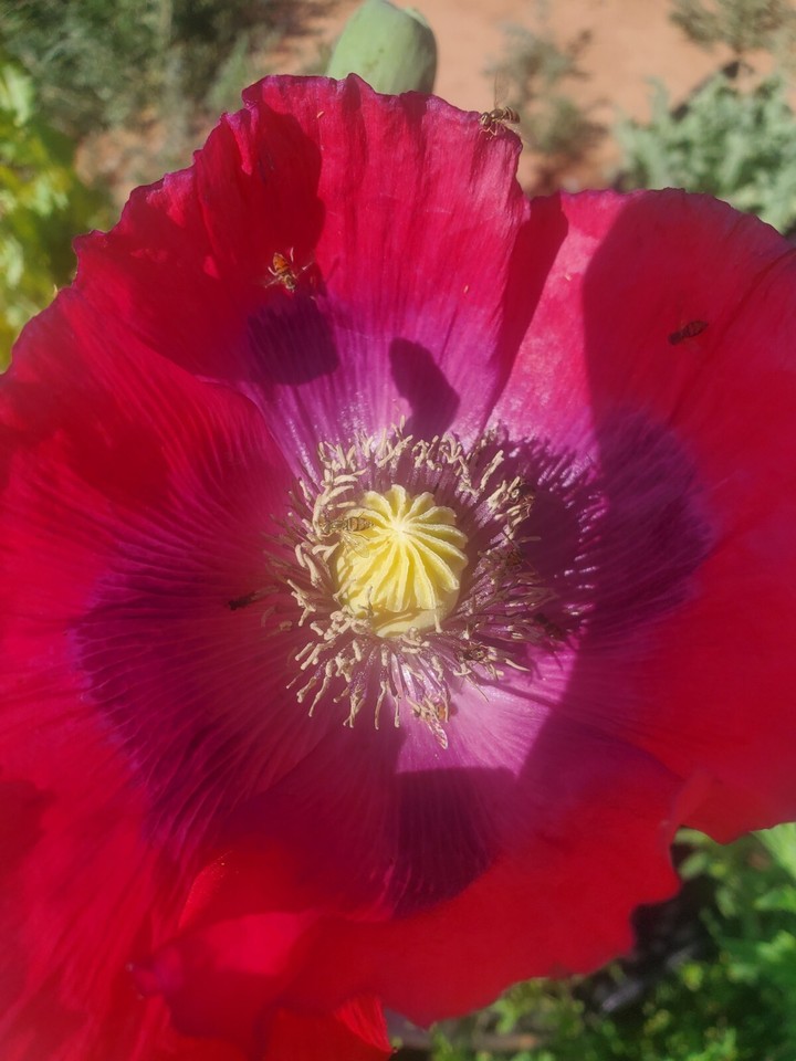 Asian OB/Izmir Pink Special Afghan hybrid Poppy Seeds (Papaver S.) Seed ...