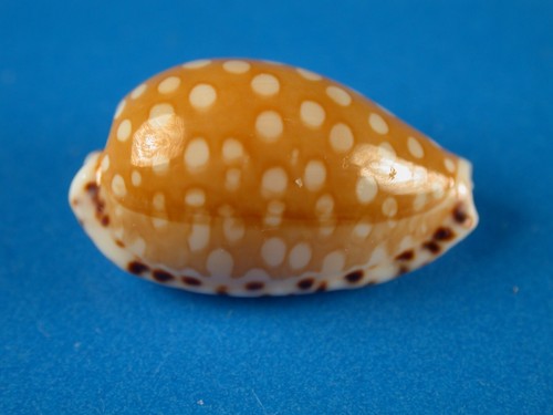 Cypraea astaryi, Beautiful Pattern, Great Spotting, 18.3mm, Marquesas ...