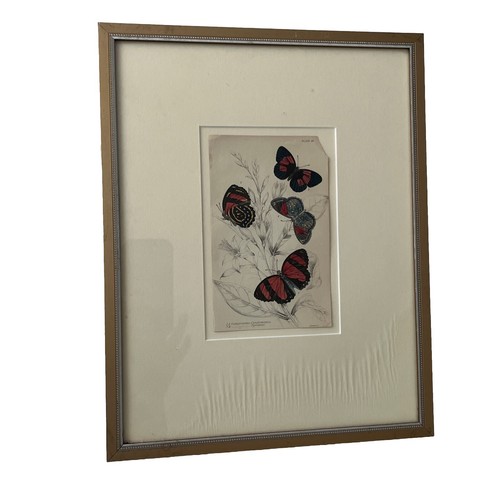 Antique Rare Butterfly Moth Engraving William Lizars, 1830s to 1840s ...