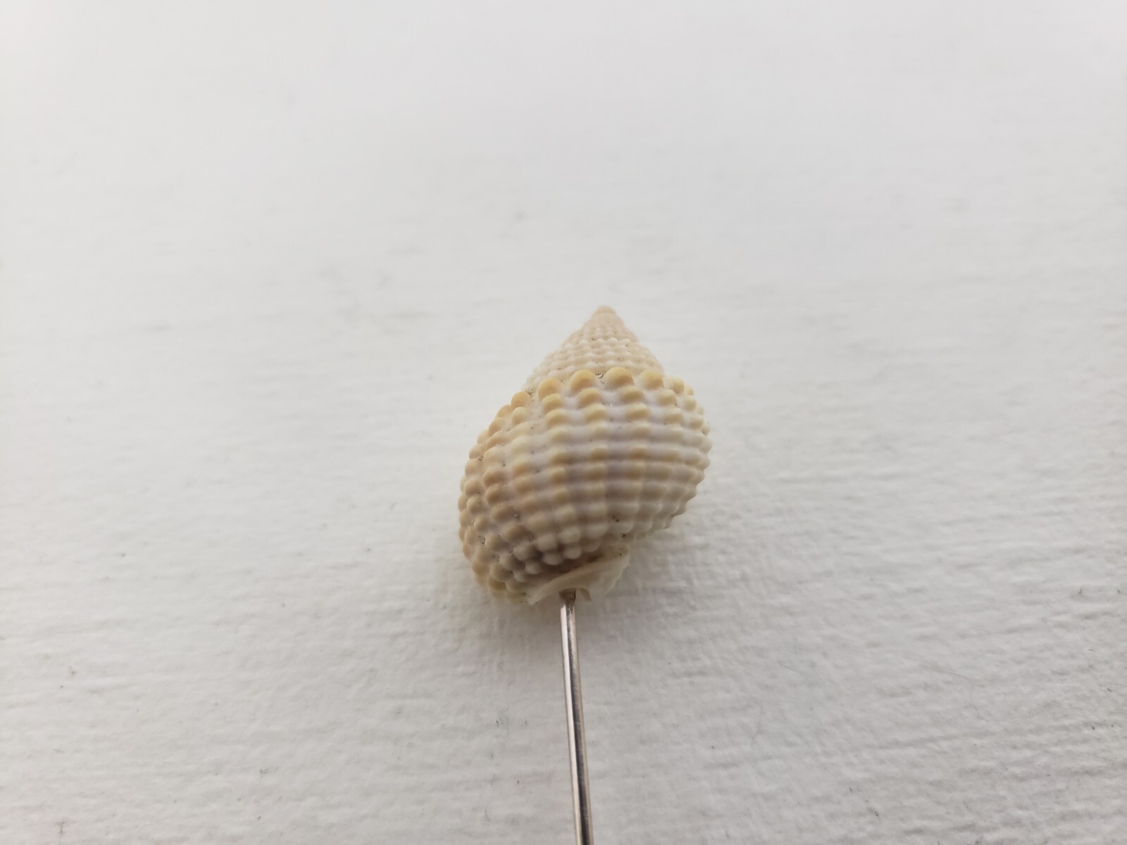 Real Sea Snail Shell Hat Lapel Stick Pin Brooch Textured Sacred ...