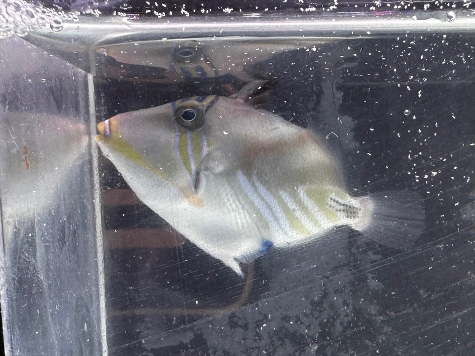 LIVE SALTWATER FISH 2-3" Humu Humu Trigger | eBay