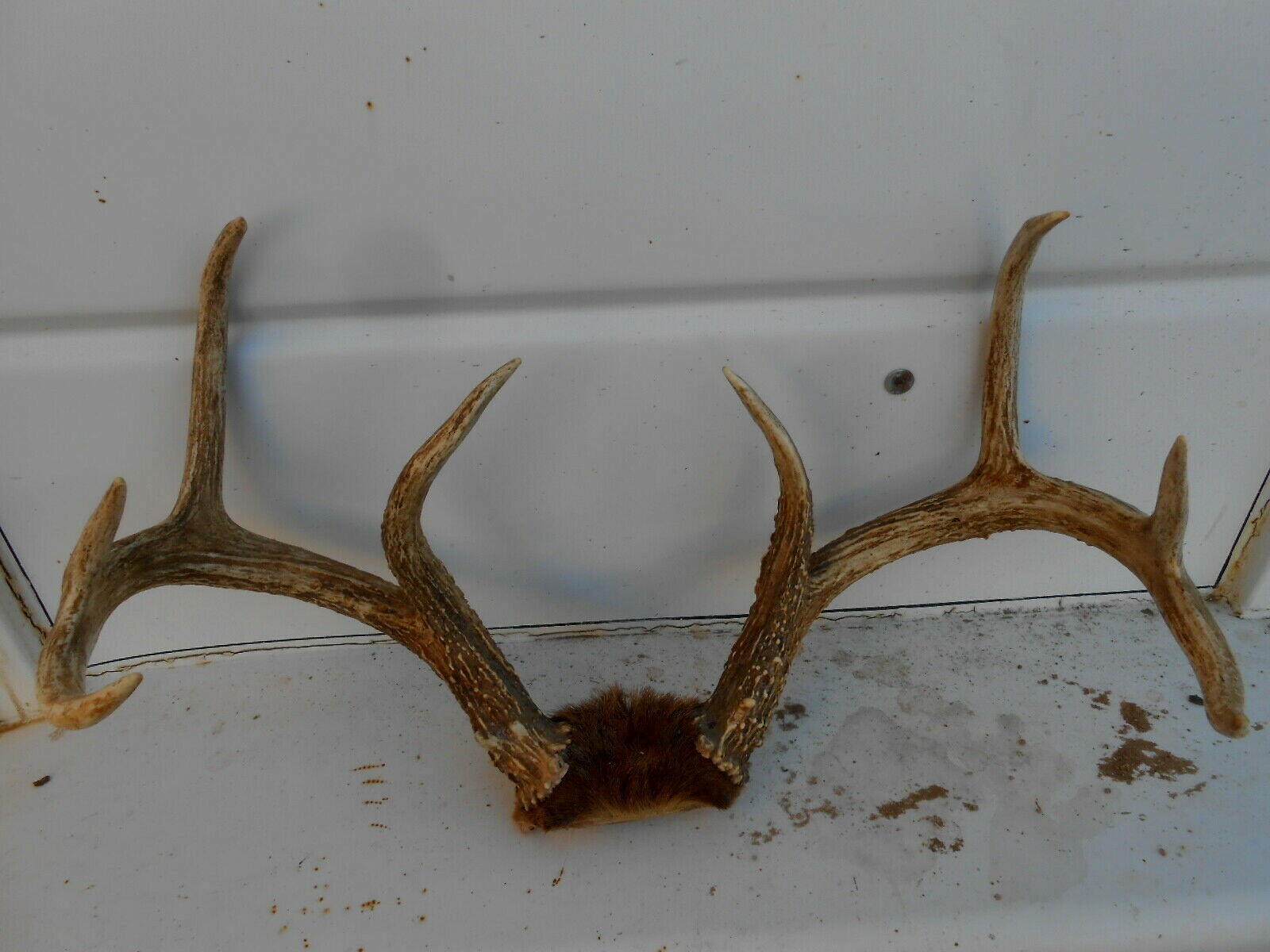 24 2/8 WIDE 9" Browtine TYPICAL 4x4 WHITETAIL DEER RACK Antlers mule ...