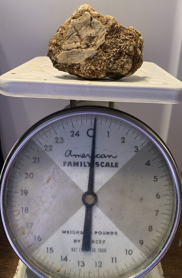 Fossilized Indiana Agate crinoid Stems In Jasper Bedrock 4oz | eBay