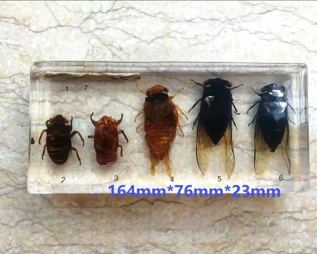 REAL Insect Specimen Taxidermy Insects Science Oddities Weird Strange ...