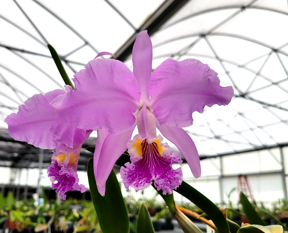 Cattleya mossiae v. coerulea x semi-alba sib nice BS plants great ...