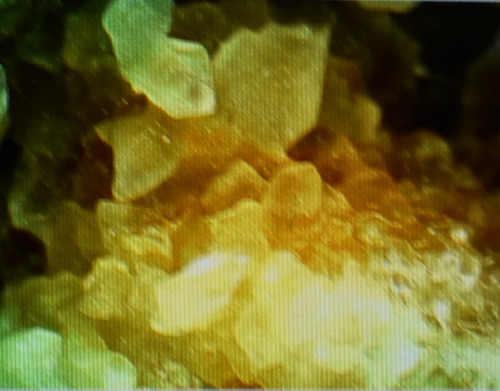 Golden Drusy Crystal Brain Geode North Carolina on Display Carved Wood ...