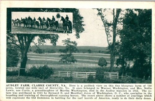 Audley Farm Horses Clarke County VA Postcard Pre-1907 Shenandoah ...