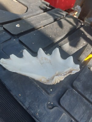 Natural Half Clam Shell 19cm | eBay Australia