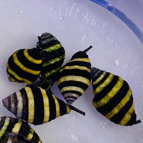 Bumble Bee Snails Marine/Saltwater - Live Invertebrates(6-pack) | eBay