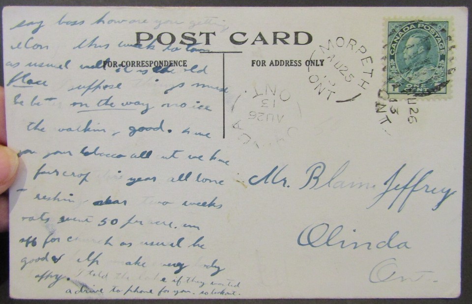 Antique Exaggerated Postcard Kind of Parsnips We Raise in Morpeth ...