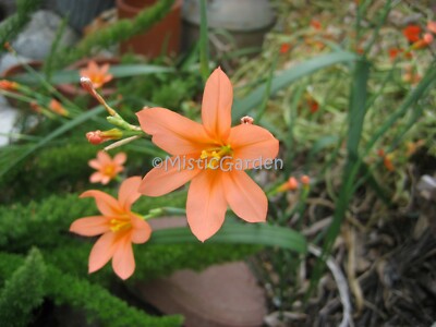 sale Homeria (Moraea) Collina 26 Mix Size bulbs - Tropical Yellow and ...