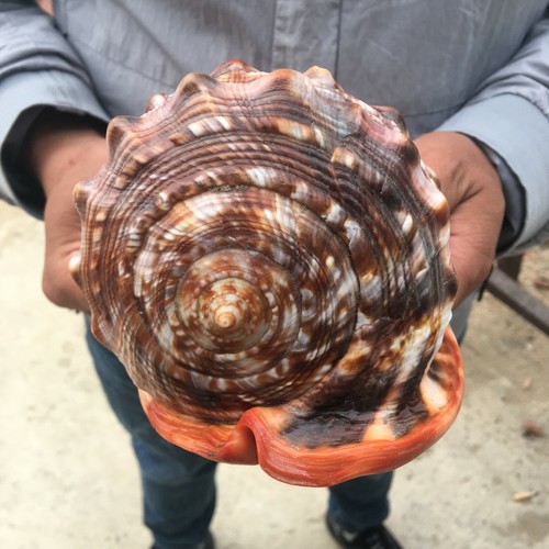 Natural Conch Shell Fossil Crystal Craft Specimen Massage Random 1PC | eBay