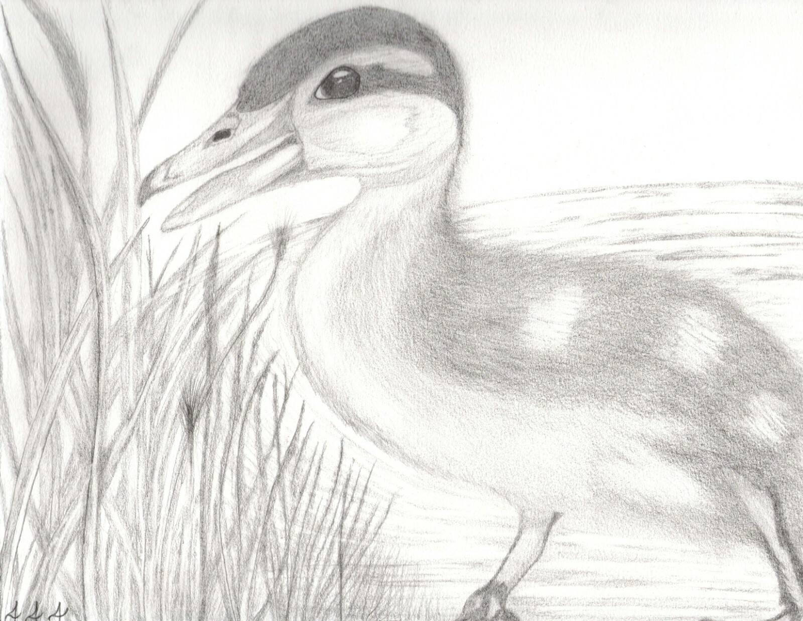 Wood Duck Pencil Drawing