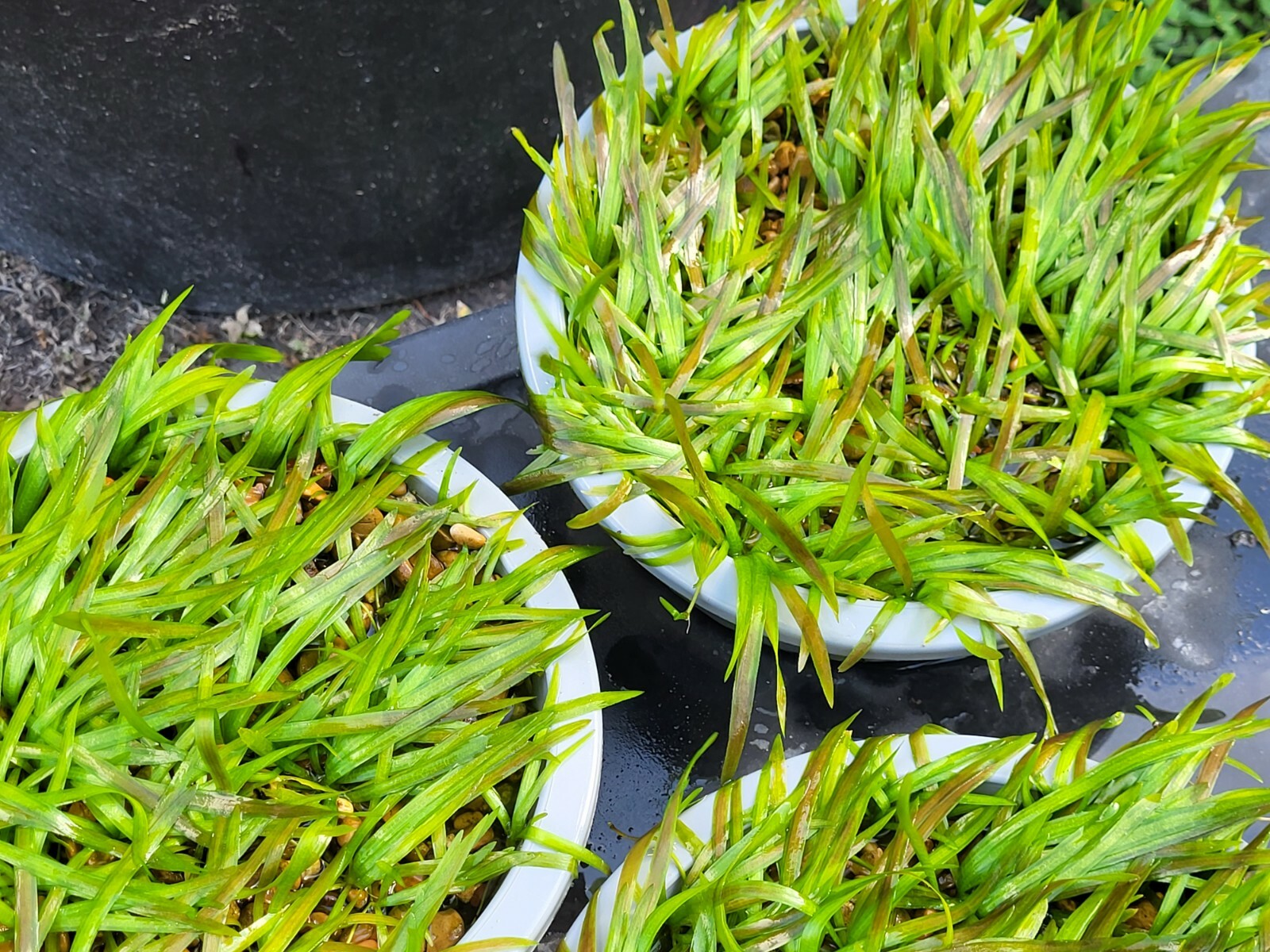 Vallisneria spiralis (Italian Val) - Live Aquatic Plant - Aquarium | eBay