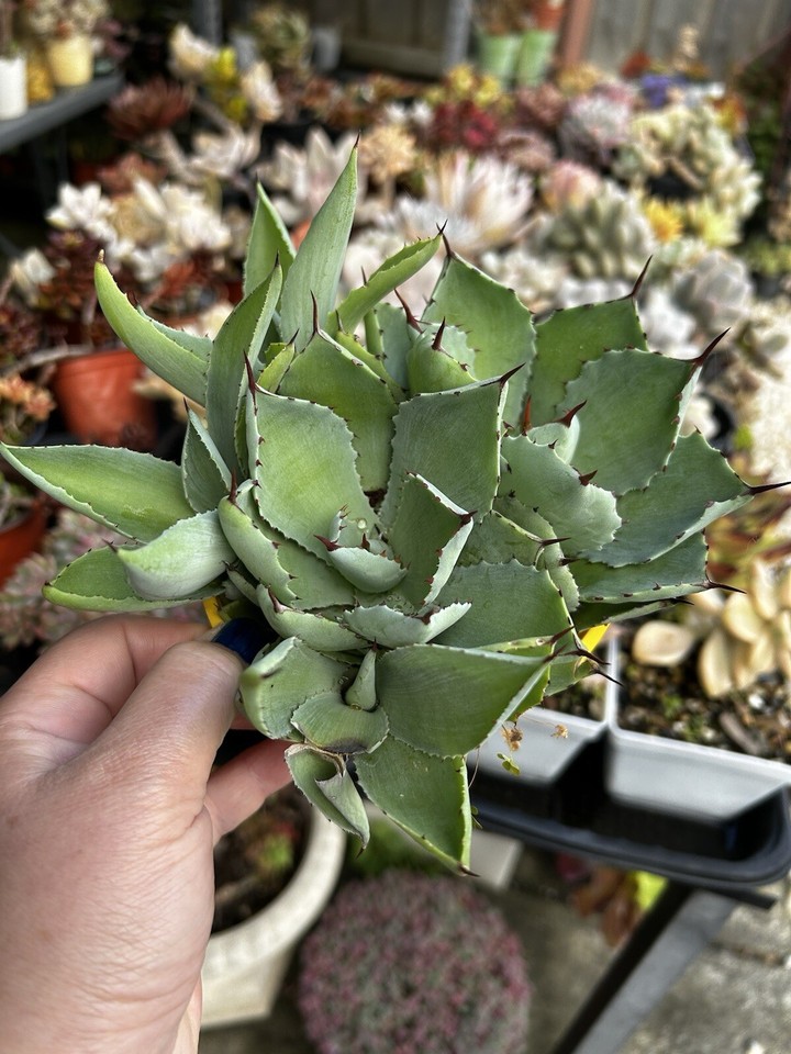 2x Agave Parryi Or Mescal agave- Succulent | eBay Australia