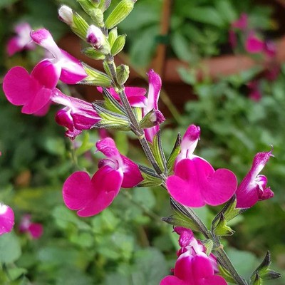 Salvia microphylla Cherry Lips Perennial Plant in a 13cm pot | eBay UK