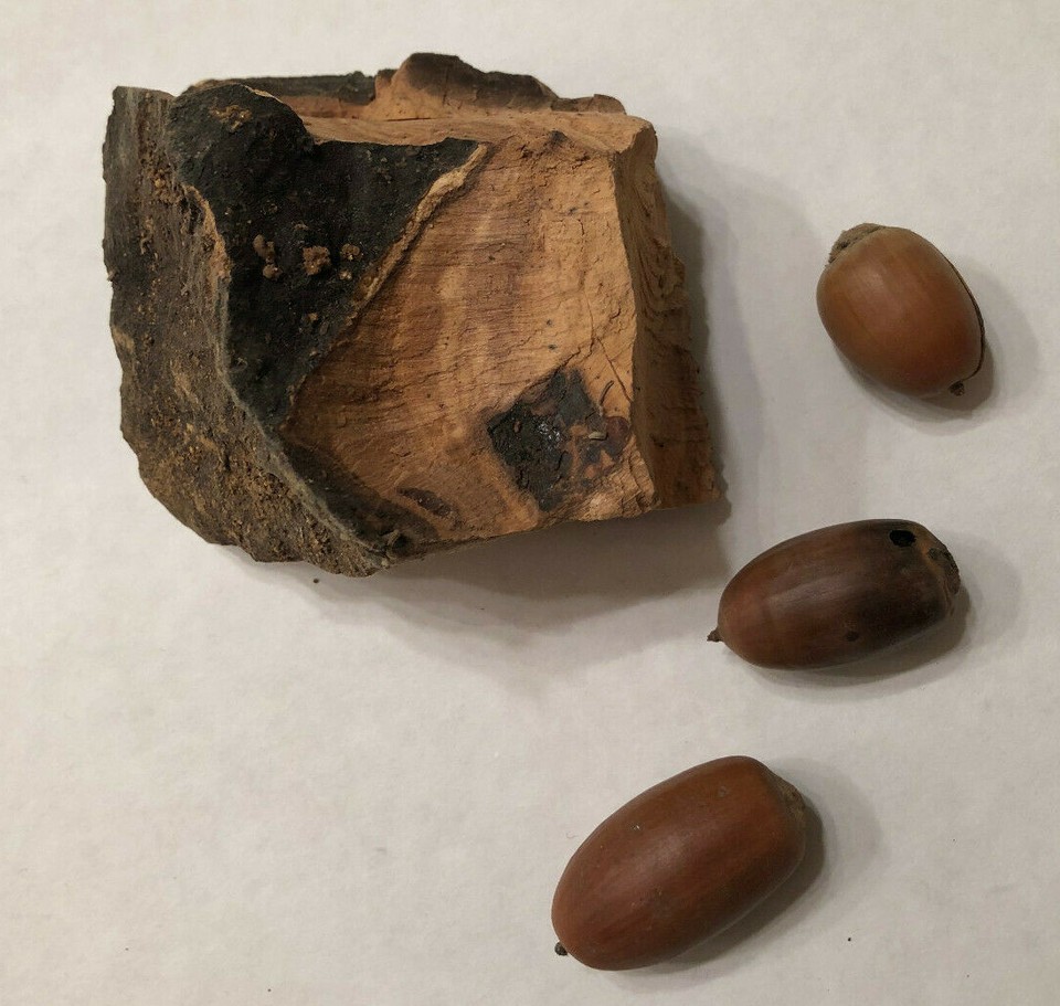 Abraham's Oak Bark Relic Tree of Mamre Acorns Hebron Ancient Holy Site ...