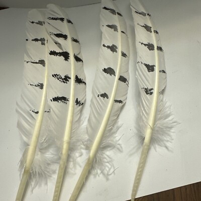 Cream White USA Wing Crafting Feathers Real Natural Cruelty Free | eBay