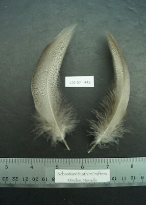 One Pair 5+" Farm Raised Extra Select Bronze Mallard Flanks Lot-SF 445 ...