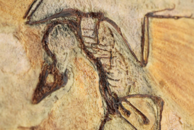 Realistic ARCHAEOPTERYX Replica Mesozoic Dinosaur Bird Fossils Jurassic ...
