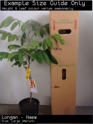 Longan - Haew (Dimocarpus longan) Fruit Tree Plant (Marcot) | eBay