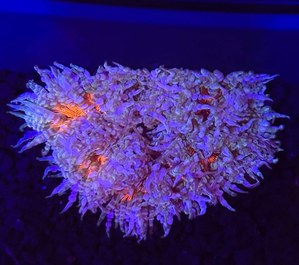 WYSIWYG Rock Flower Anemone Live Coral – Colorful Frag for Reef ...